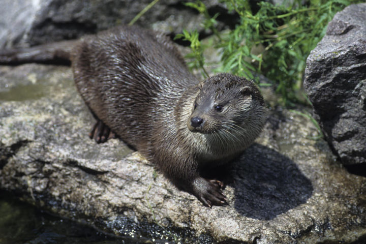 La Loutre d’Europe - Lpo Sarthe